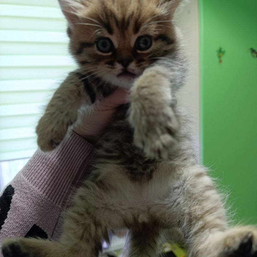 Британский котенок