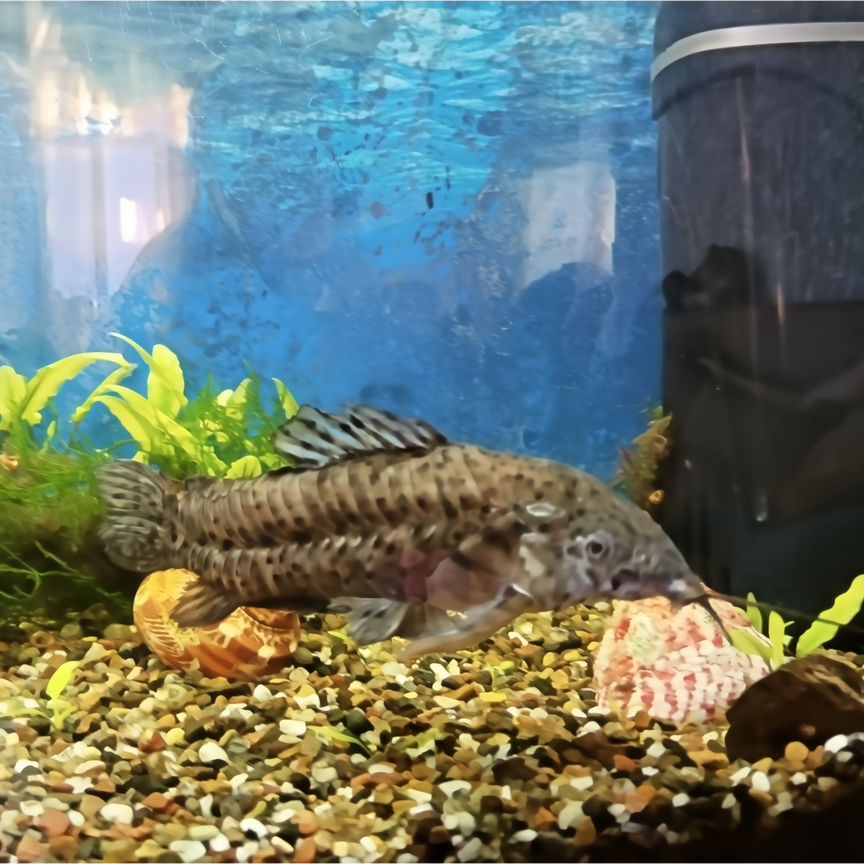 Сомик таракатум