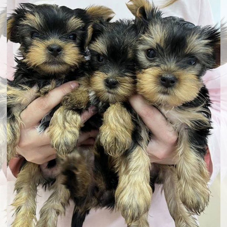 Йоркширский терьер, щенок