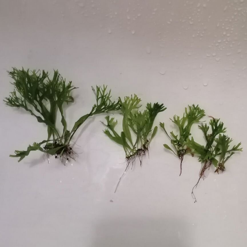 Аквариумные растения