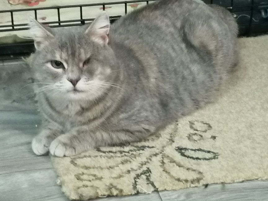 Милая и нежная кошка в поисках семьи