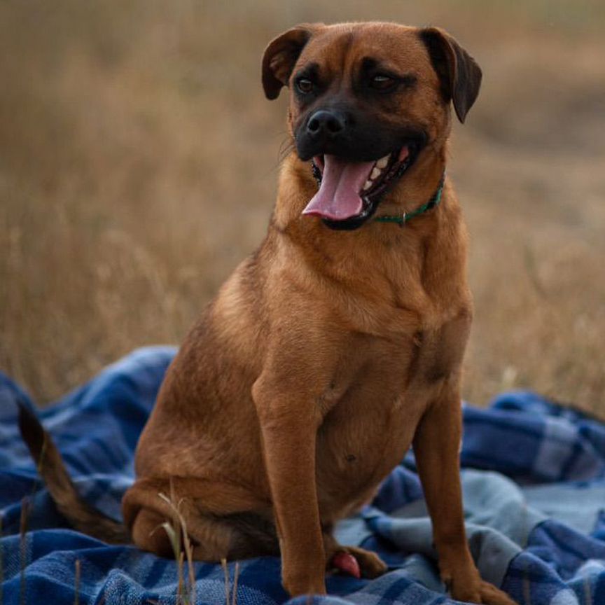 Взрослый пёс в добрые руки