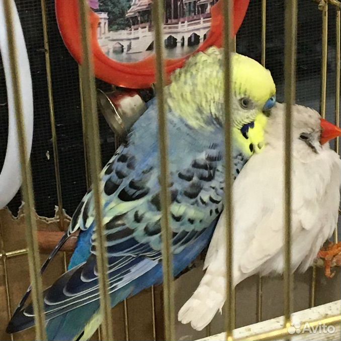 Попугай и амадинка