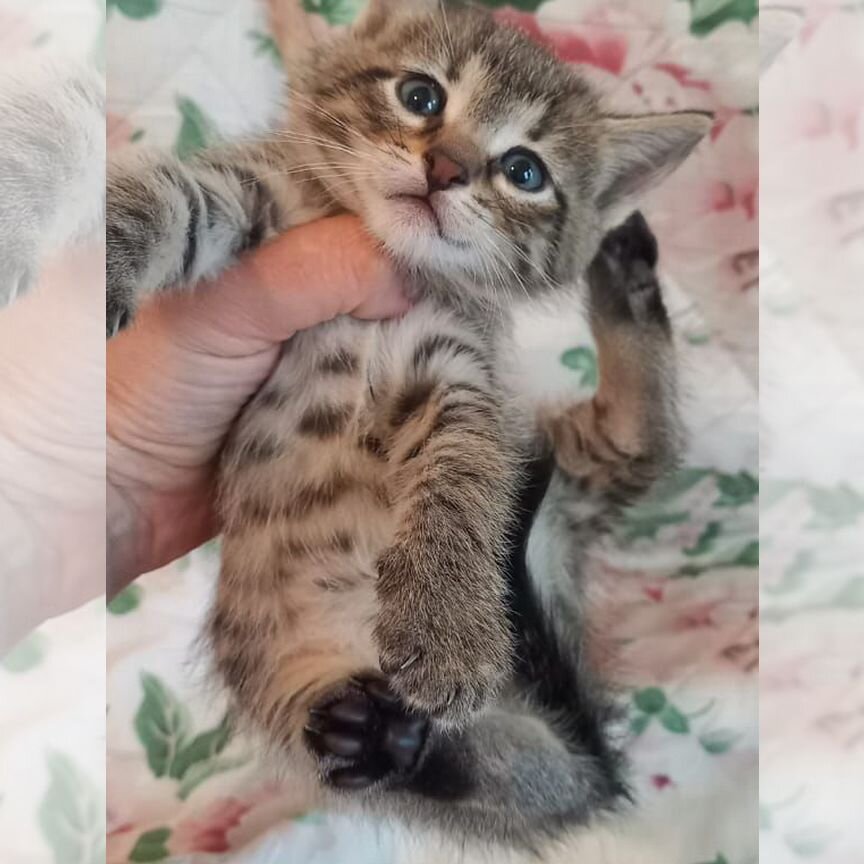 Котенок мальчик 1,5 месяца