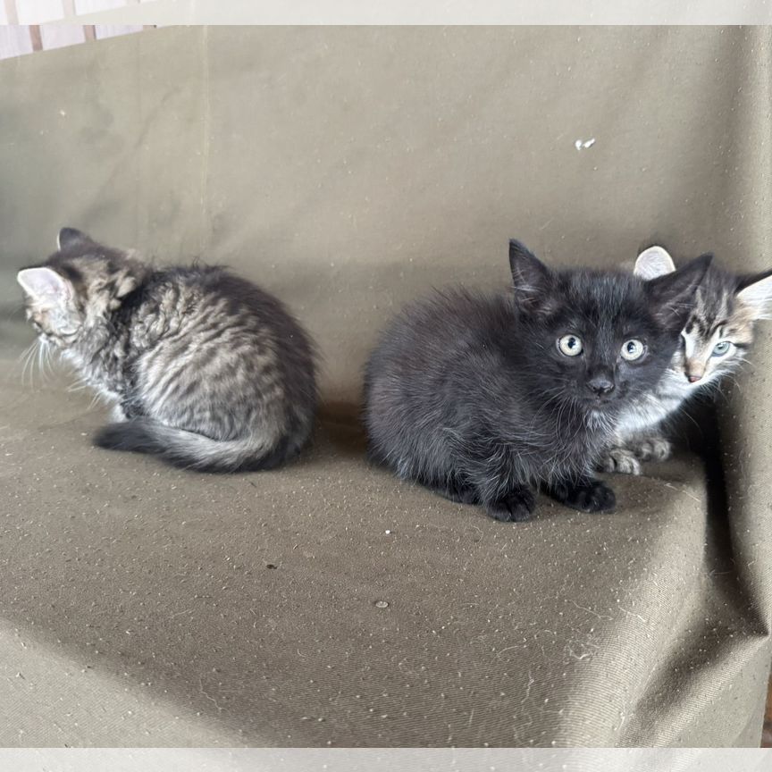 Сибирский котёнок