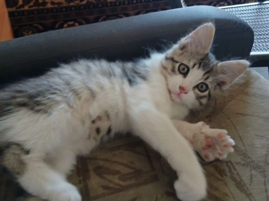 Котик 2,5 месяца