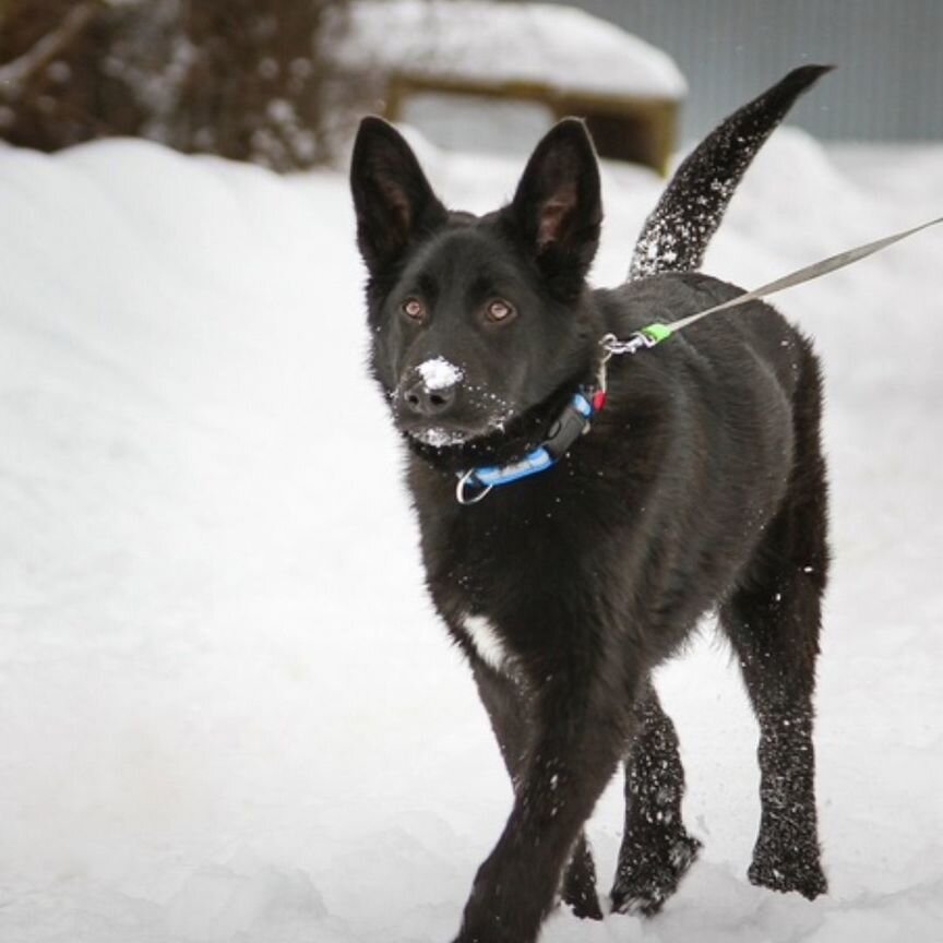 Перспективный щенок бесплатно, 6 мес