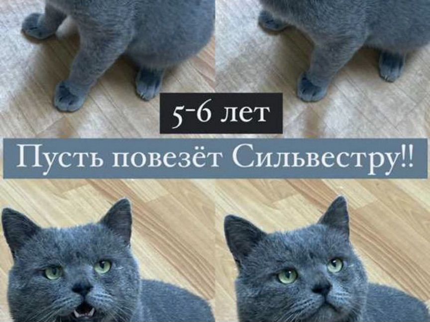 Британская