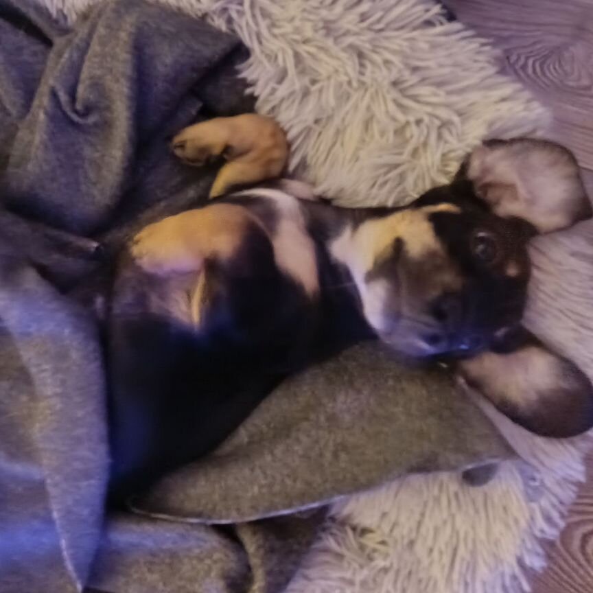 Такса, щенок