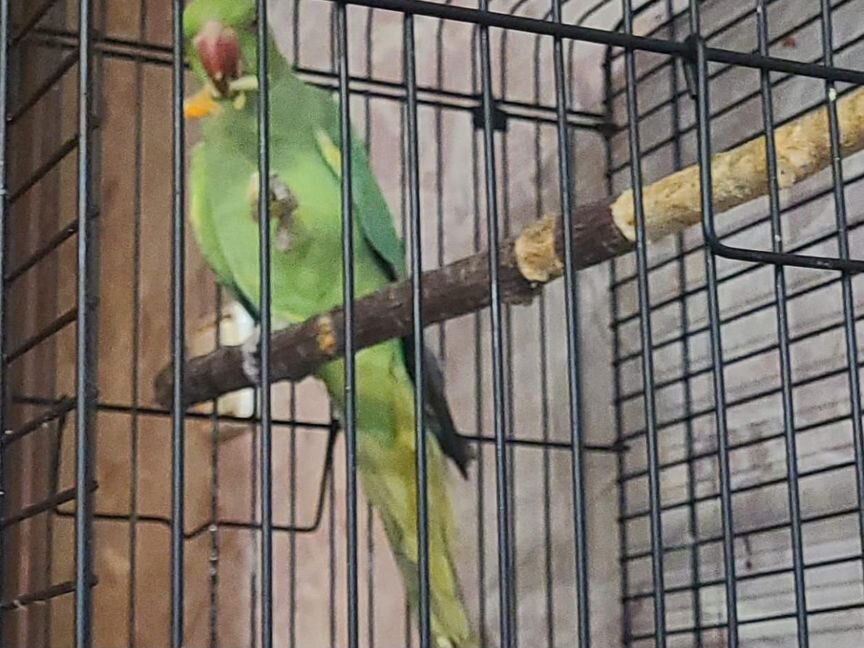 Ожереловый попугай