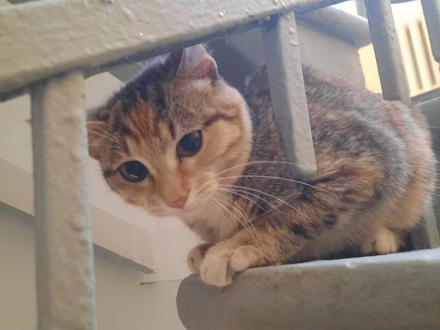 Котенок трехцветный