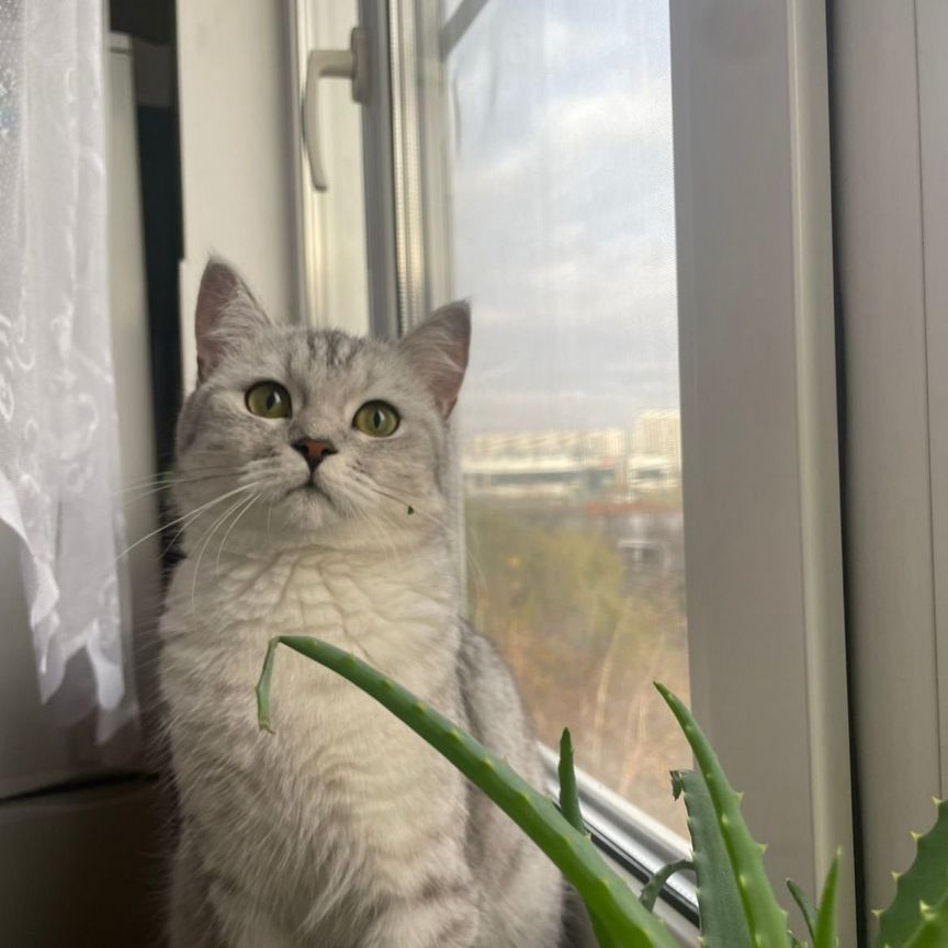 Связка