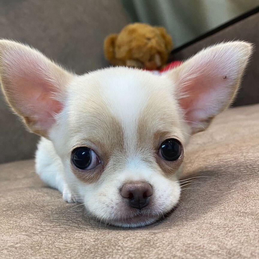 Чихуахуа, щенок