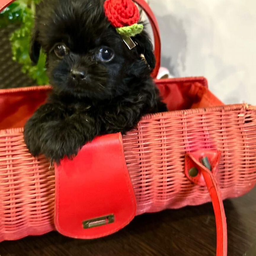 Мальтипу, щенок