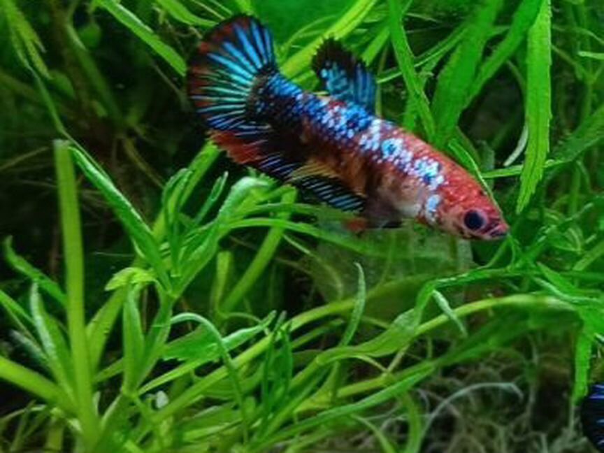 Петушки Кои (самочки)