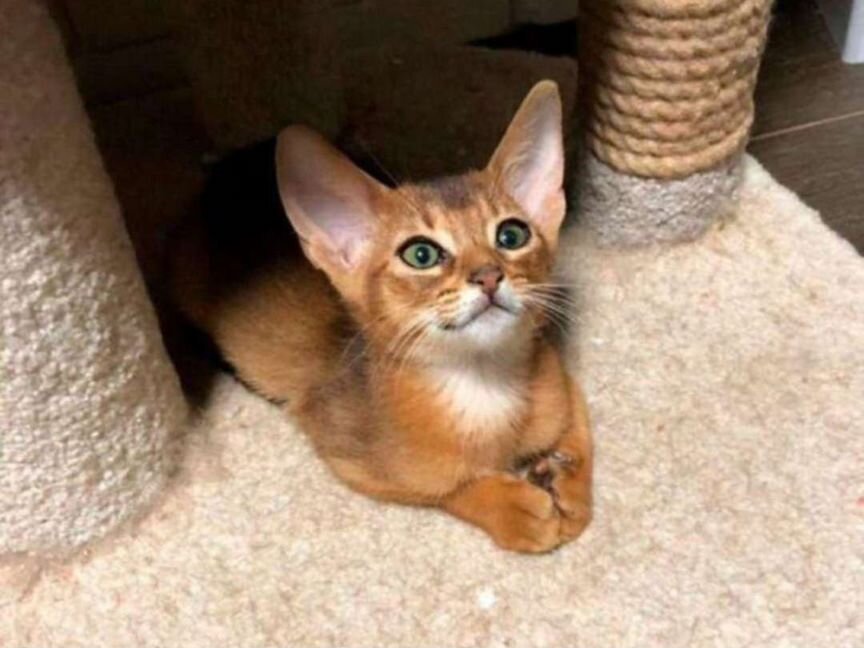 Абиссинские котятки