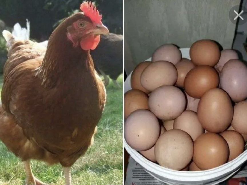 Куры несушки 11 месяцев