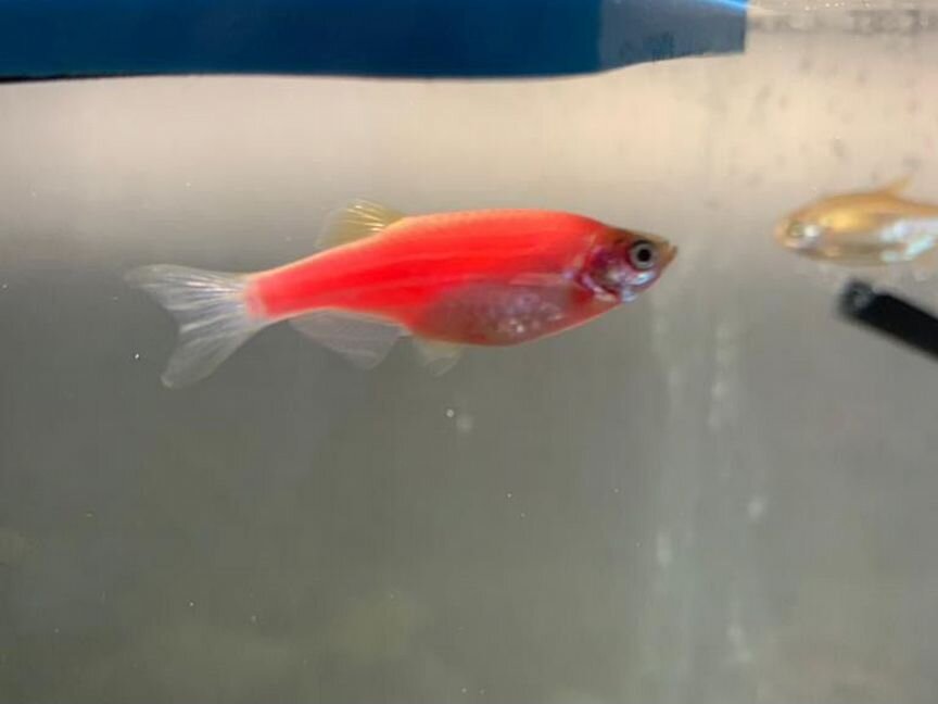 Рыбки данио