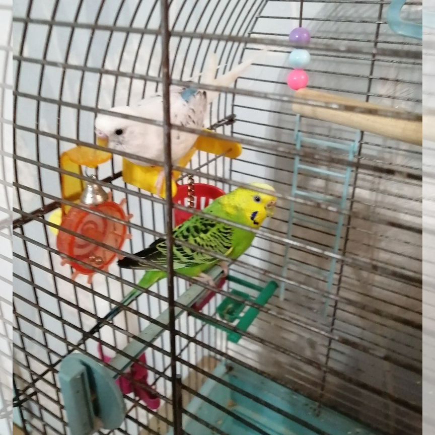 Пара попугаев