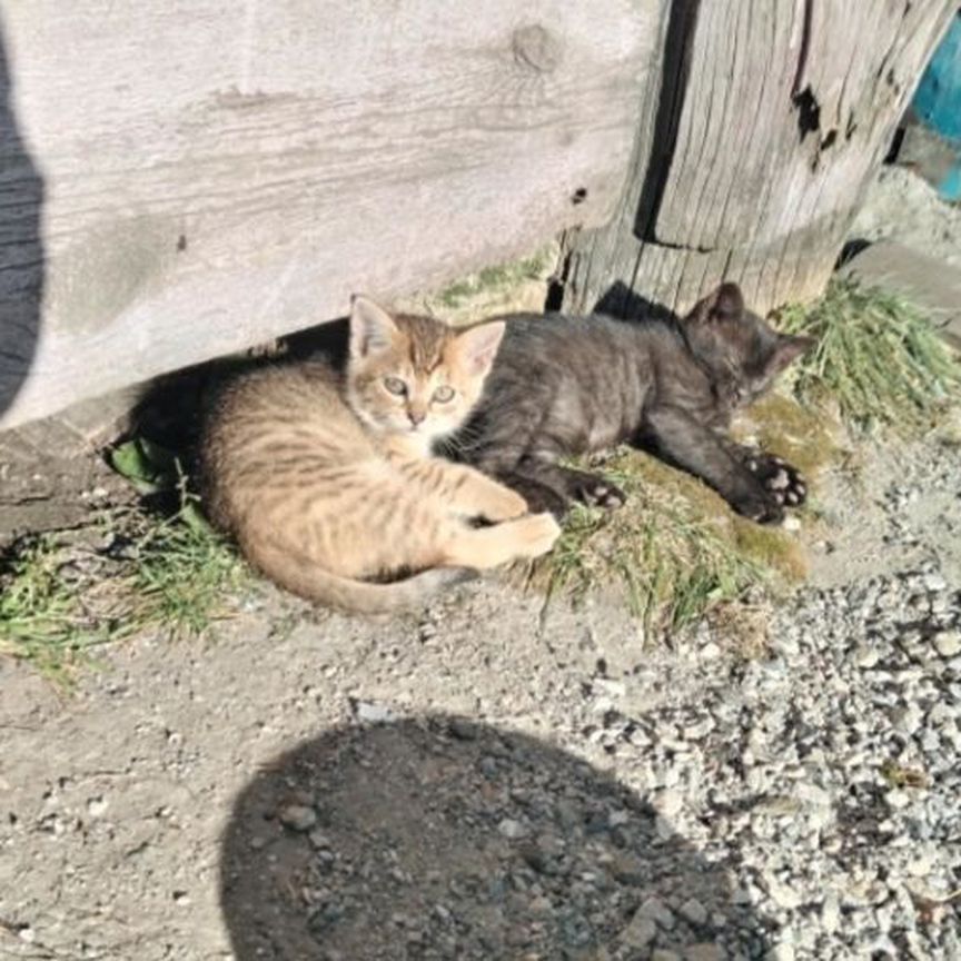 Котята в добрые руки