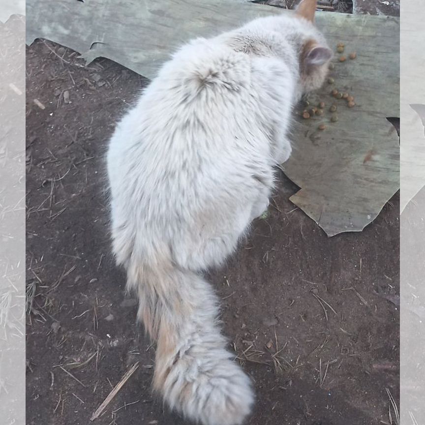 Взрослая, кошка в добрые руки