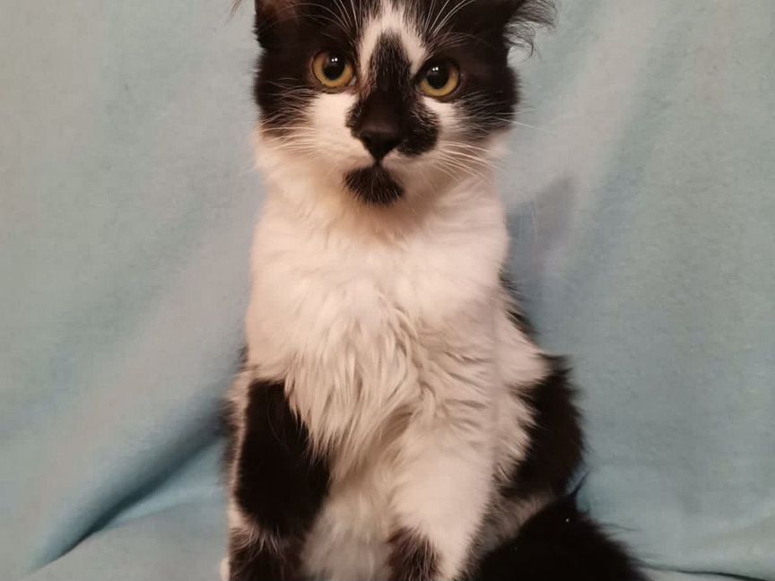 Кот в добрые руки отдам бесплатно