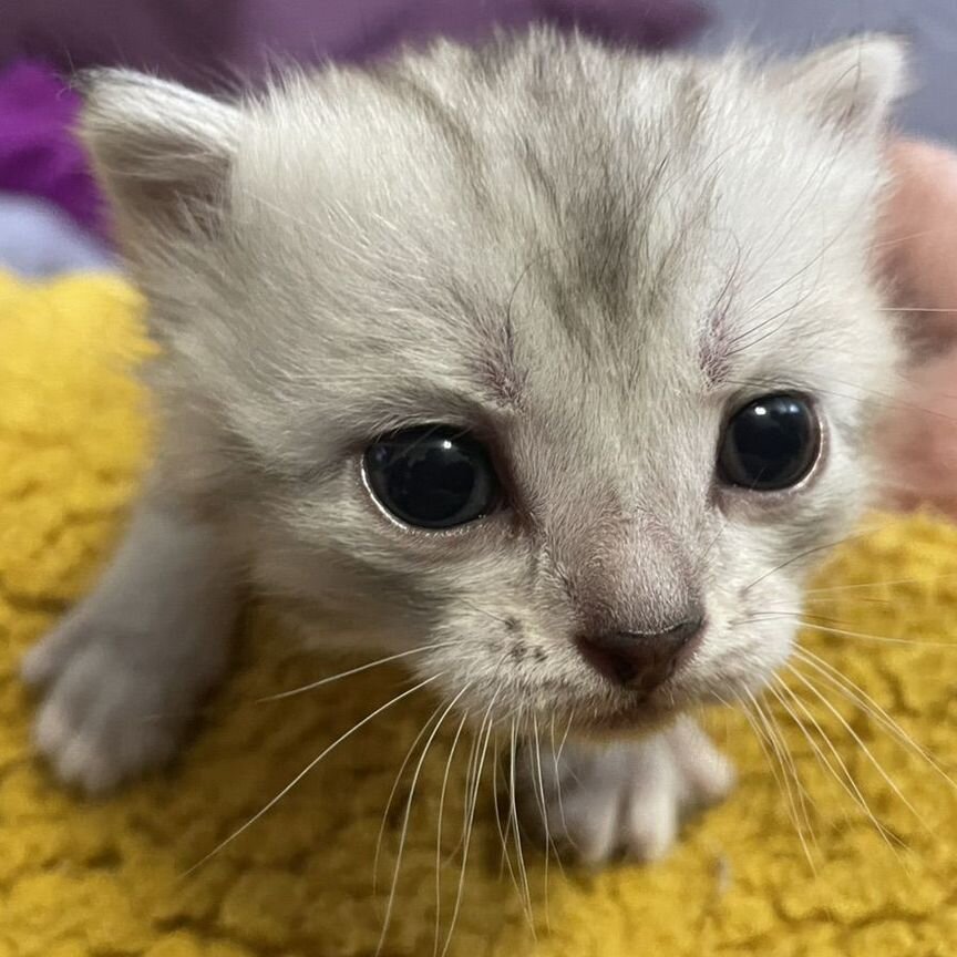 Мейн-кун котёнок