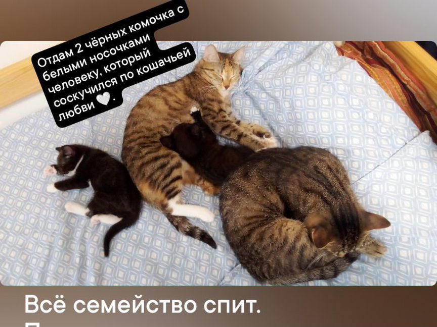 Котята в добрые руки приучены к лотку