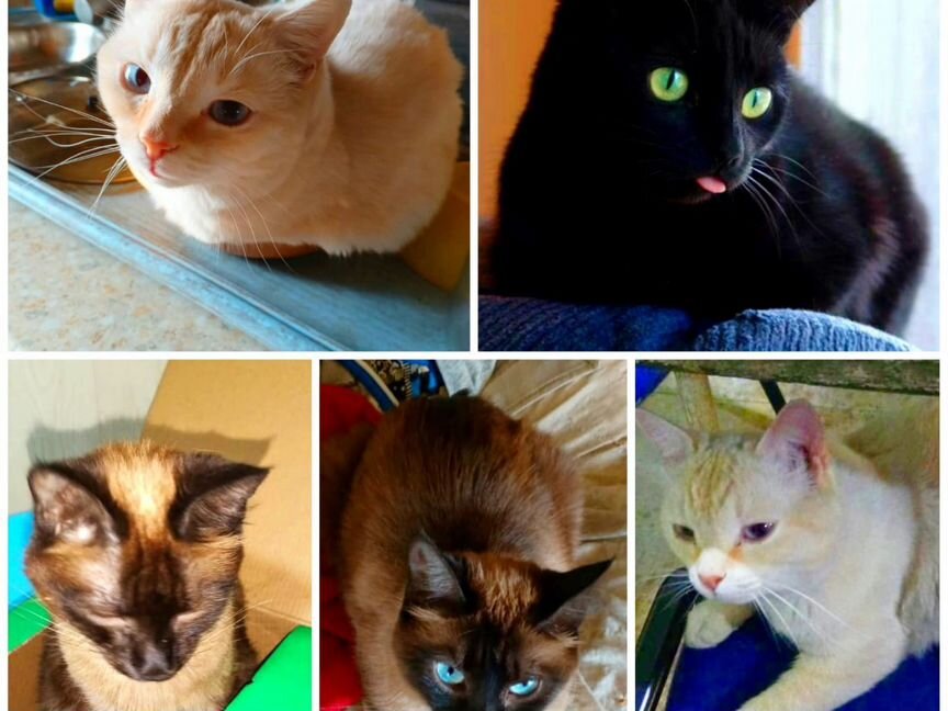 Ласковых котиков хотят выкинуть