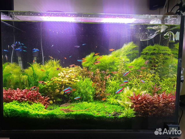 Аквариумные растения