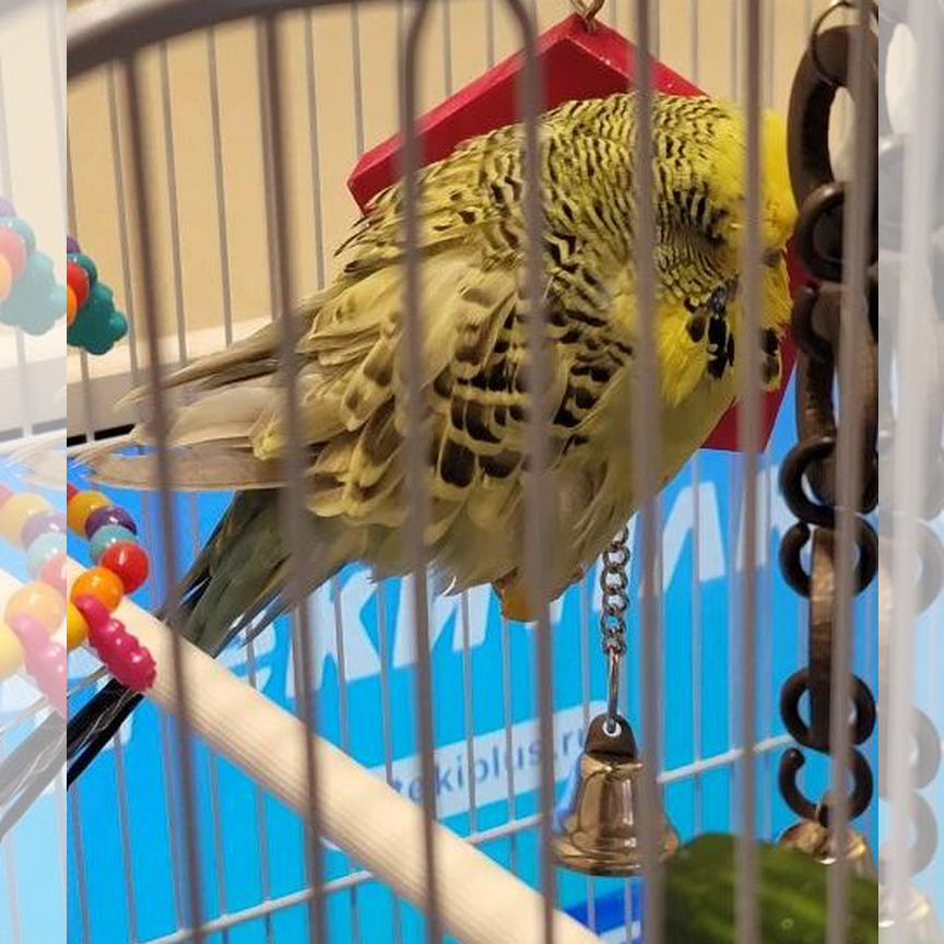 Пара волнистых попугаев чехи