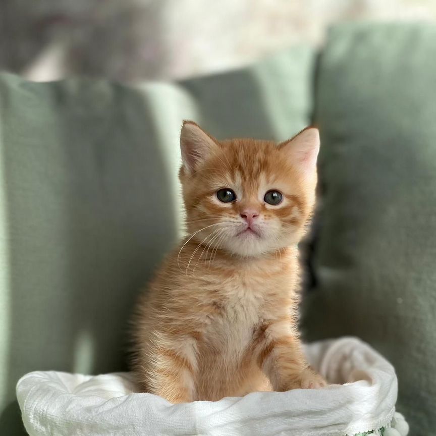 Рыжий котенок