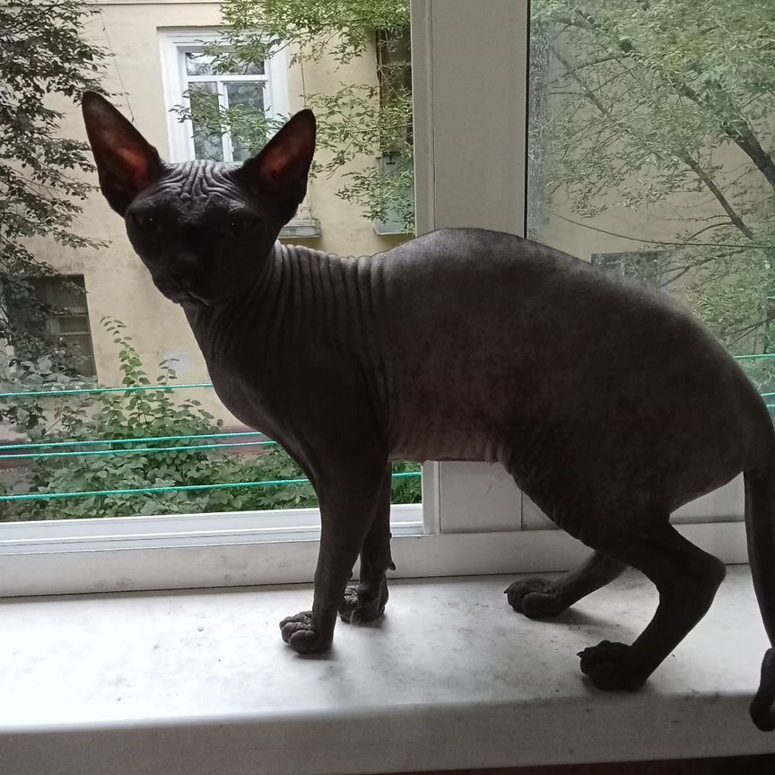 Канадский сфинкс