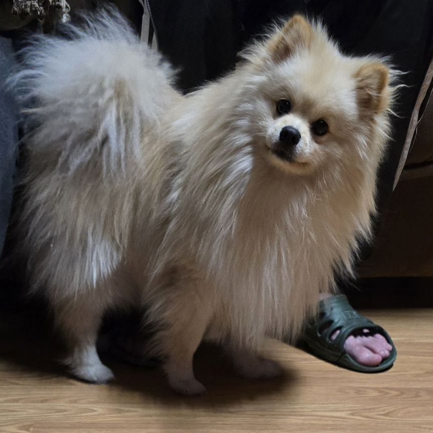 Немецкий шпиц, щенок