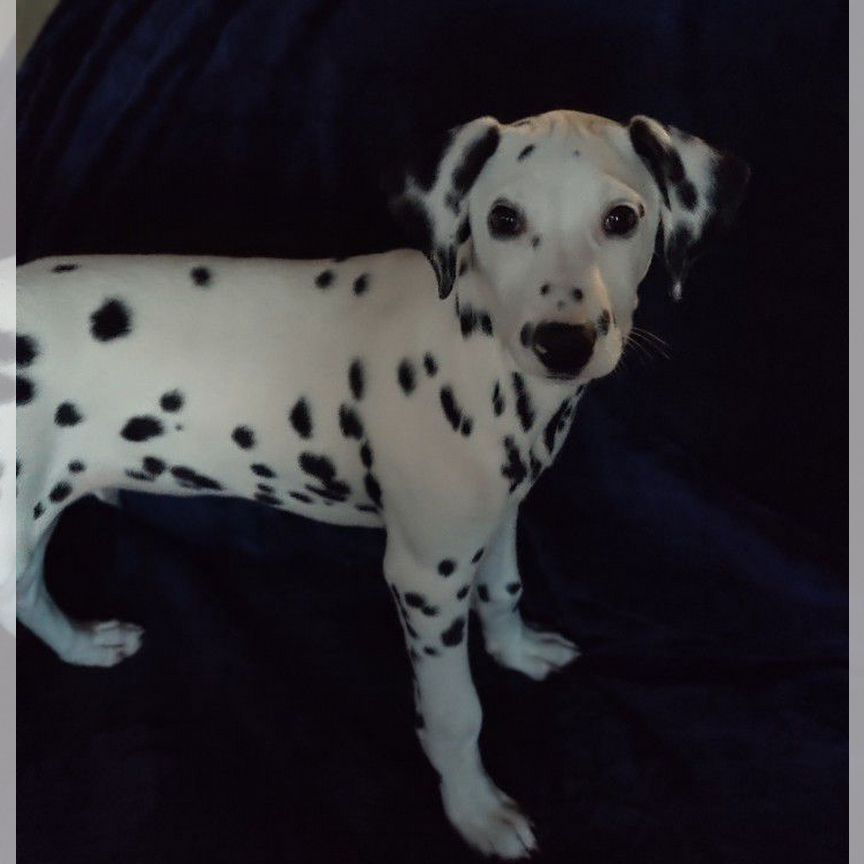 Щенок далматина