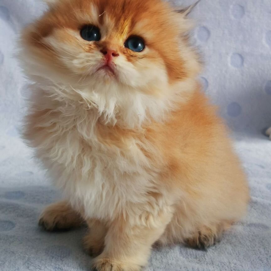 Шотландский золотой мальчик