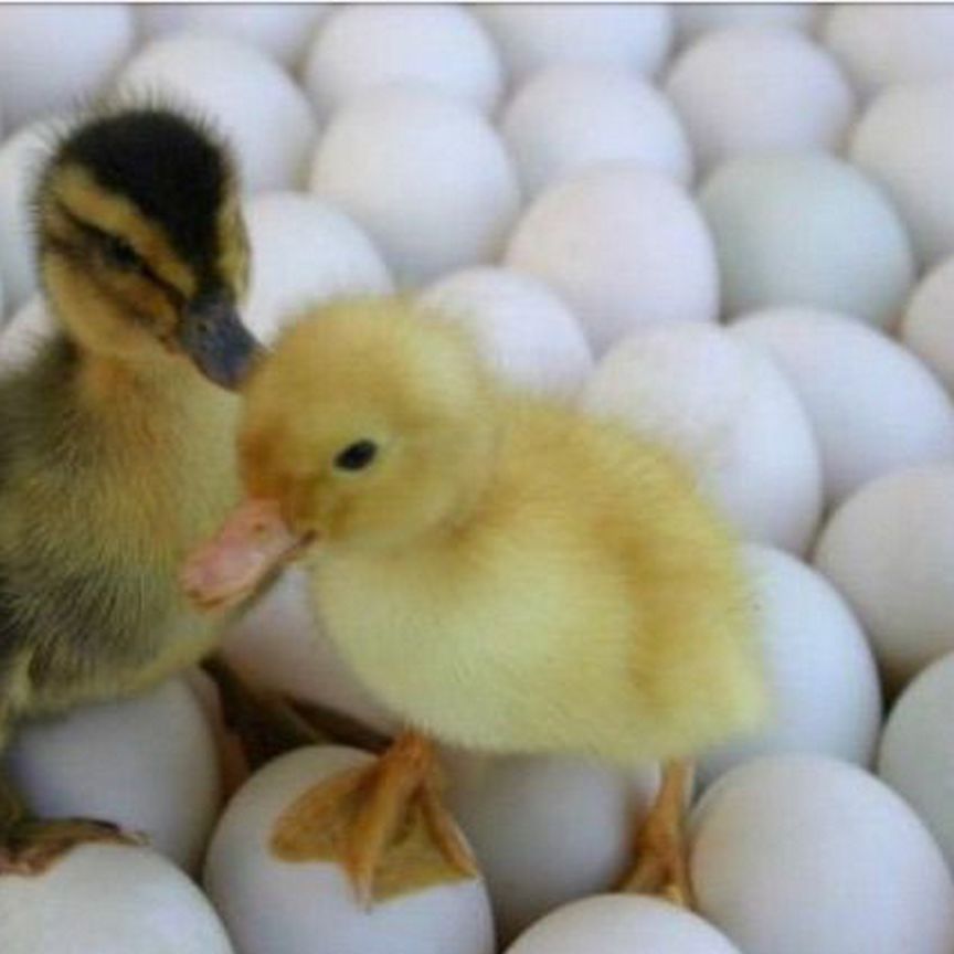 Утята 3-суточные