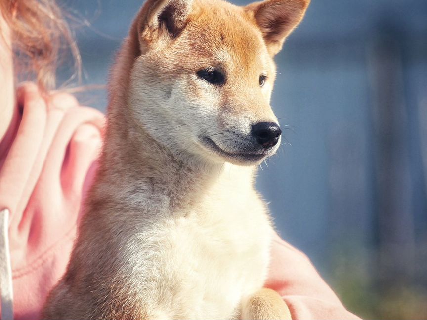 Сиба ину девочка