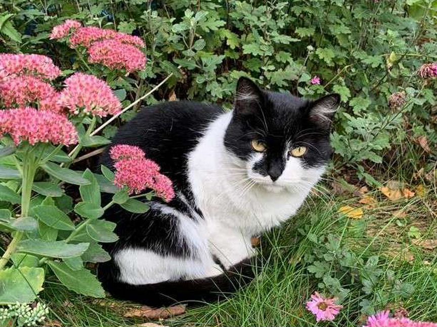 Кошечку оставили зимовать на даче