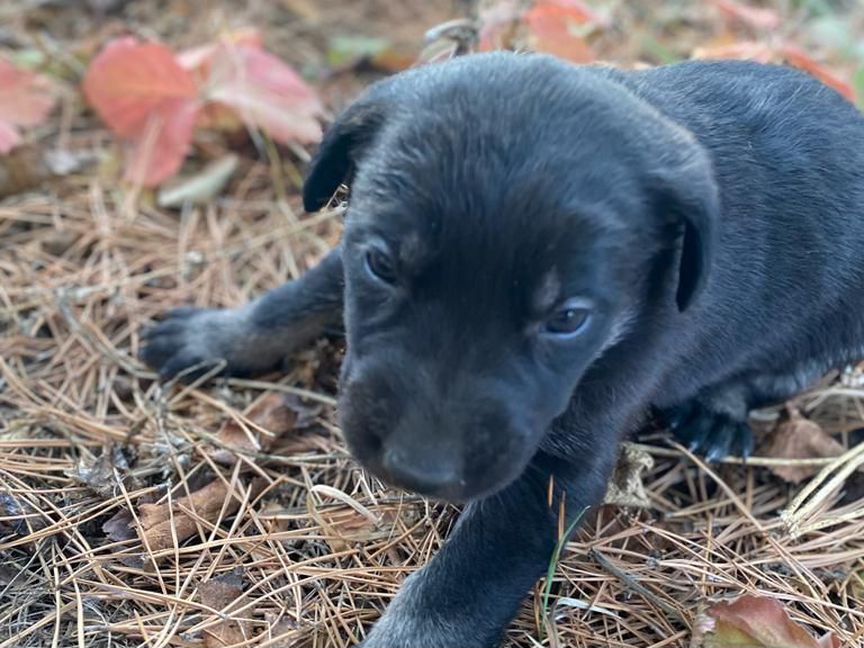 Малышка в добрые руки, выбросили в поле