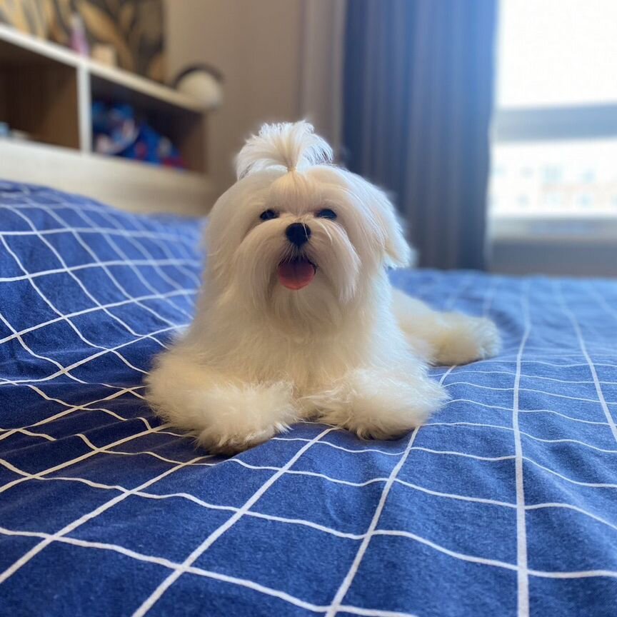 Мальтийская болонка, мальтезе, мальчик, РКФ