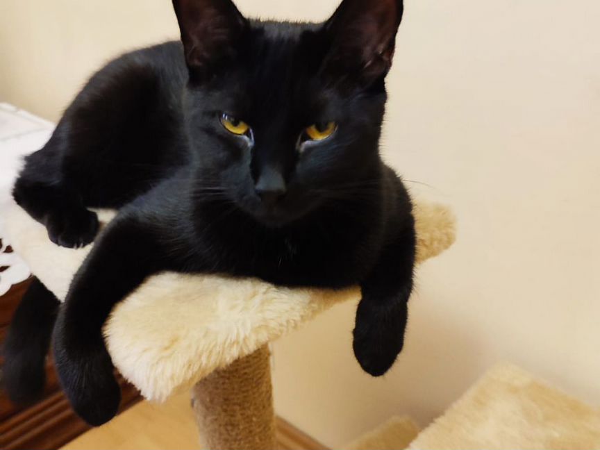 Кошечка вязка