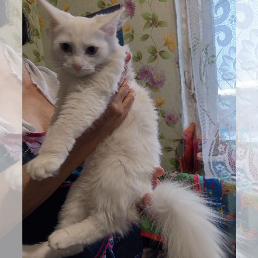 Абиссинский котёнок