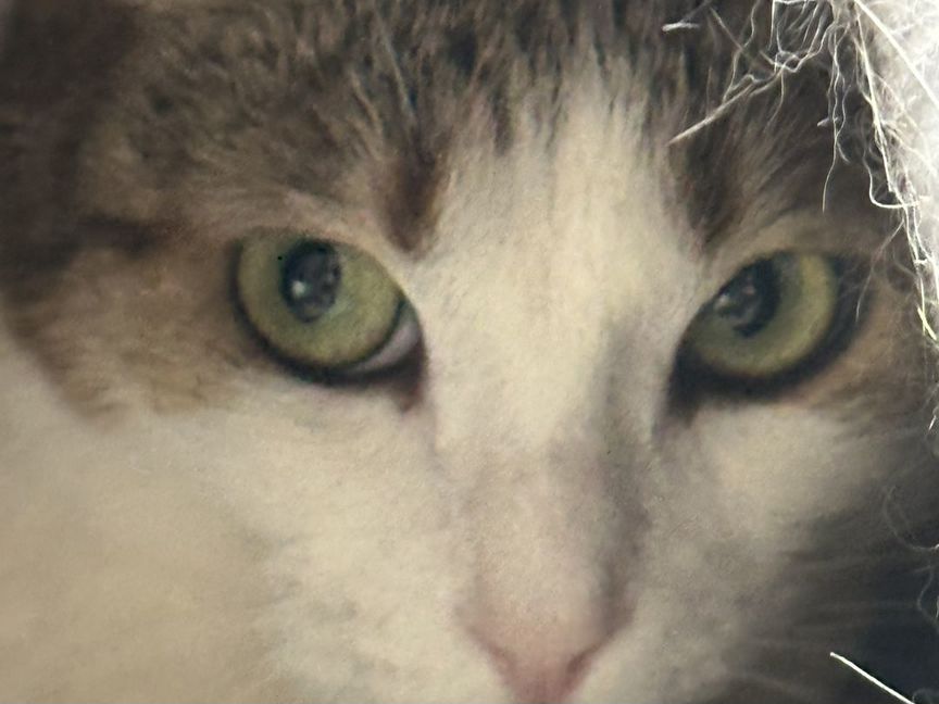 Кошка Лиля