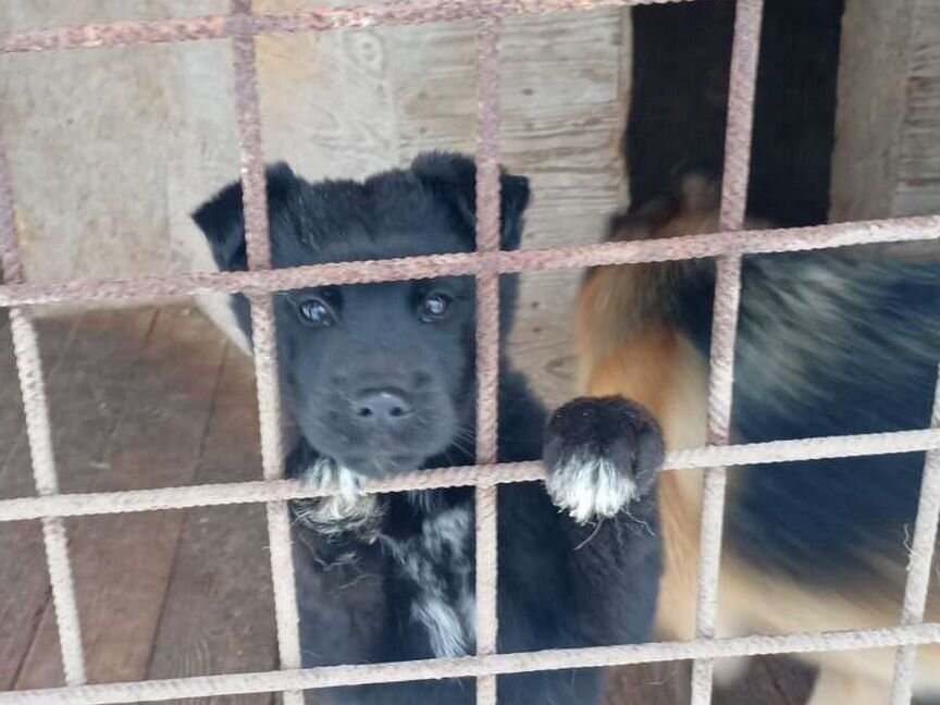 Собака в добрые руки немецкая овчарка щенок