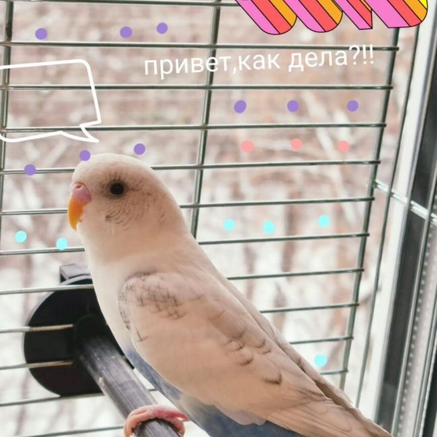 Волнистый попугай с клеткой