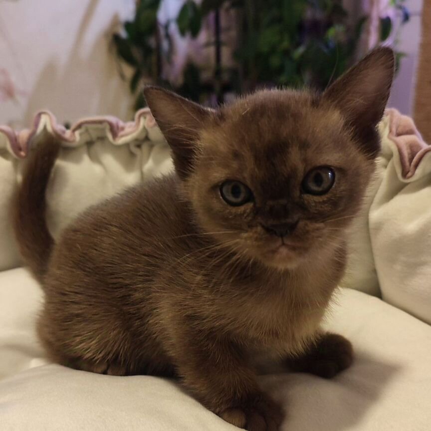 Бурманская красотка