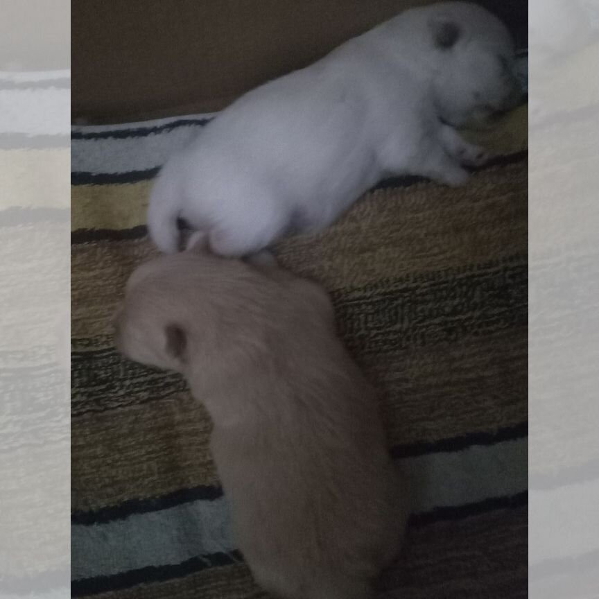 Померанский шпиц, щенок