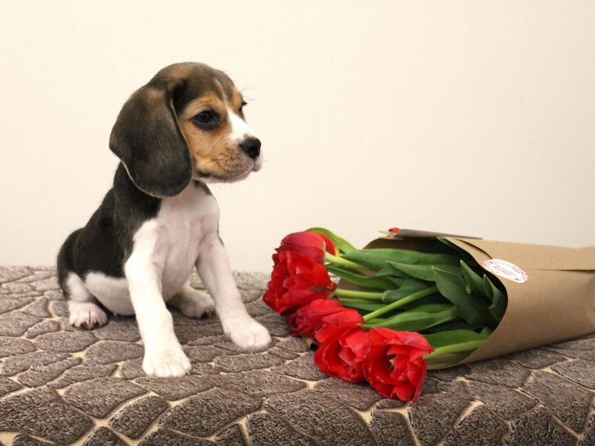 Щенки бигль