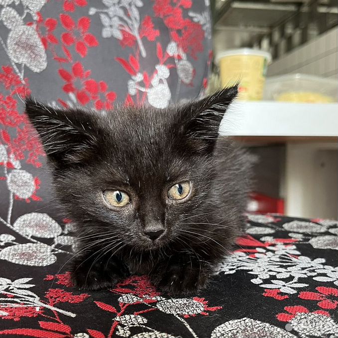 Чёрная пантера mini ищет любящую семью